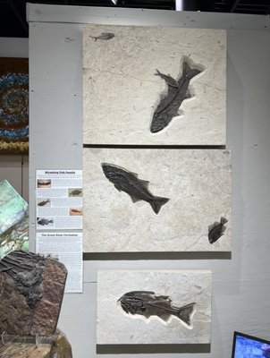 RARE EARTH GALLERY - Updated March 2025 - 262 Photos & 59 Reviews ...