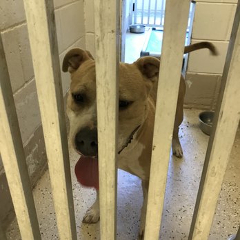 BREVARD COUNTY ANIMAL SERVICES AND ENFORCEMENT - Updated December 2025 ...