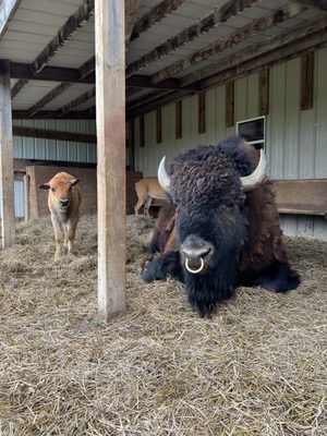 RUSTIC RETREAT DEER PARK - Updated December 2025 - N12680 Co Rd Ac ...