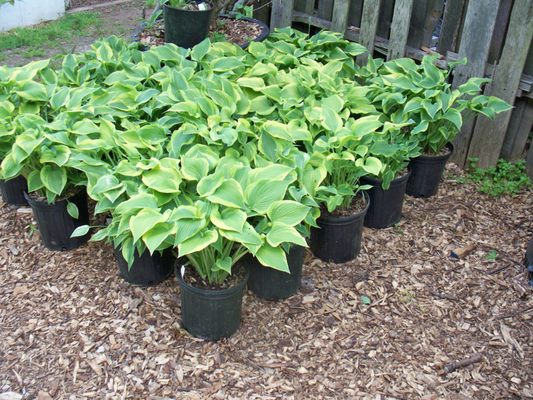 THE HOSTA FARM OF MENDON - Updated October 2025 - 52 Bates St, Mendon ...