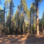 CALAVERAS BIG TREES STATE PARK - 965 Photos & 302 Reviews - Parks ...
