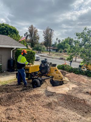 M&M TREE SERVICE - Updated December 2025 - 321 Photos & 163 Reviews ...