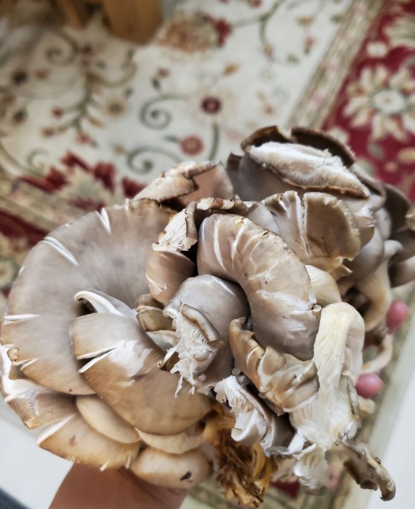 MR. FUN GUY - Updated October 2025 - 20020 Veterans Blvd, Port ...