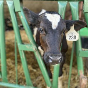 COOK’S FARM DAIRY - 60 Photos & 136 Reviews - 2950 E Seymour Lake Rd ...