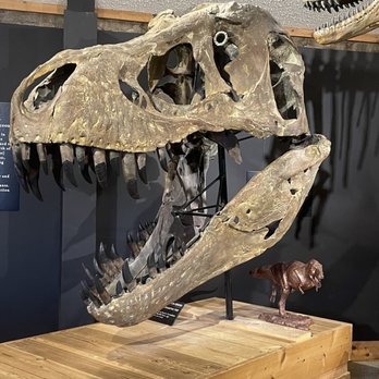 MORRISON NATURAL HISTORY MUSEUM - Updated March 2025 - 51 Photos & 49 ...