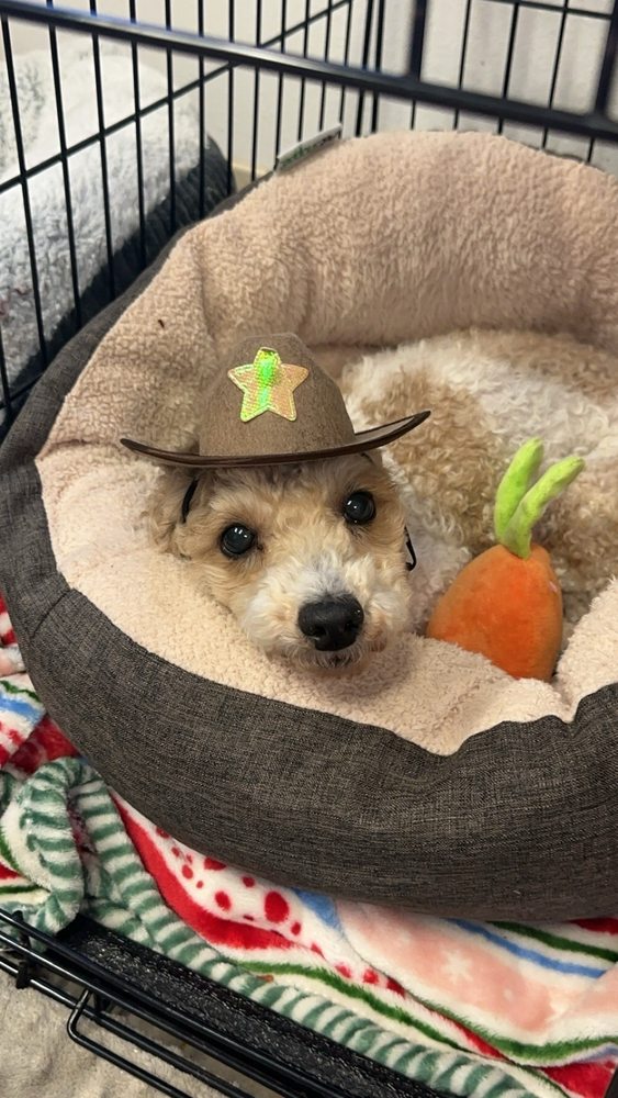 CHIPPEWA COUNTY HUMANE ASSOCIATION - Updated October 2025 - 10501 ...