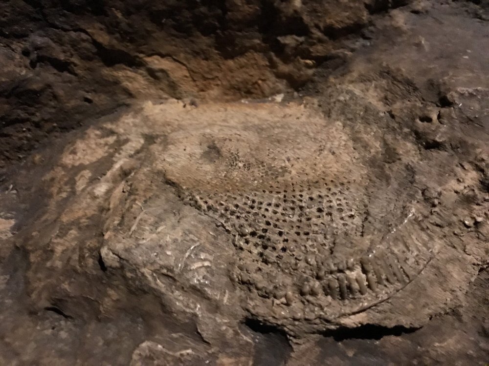 NIAGARA CAVE - 43 Photos & 16 Reviews - Tours - 29842 County Hwy 30 ...