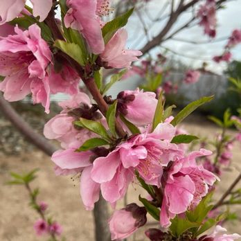 MOON VALLEY NURSERIES - Updated September 2025 - 184 Photos & 140 Reviews - 1828 N 52nd St ...