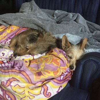 OREGON DOG RESCUE - Updated August 2024 - 46 Photos & 77 Reviews - 6100 ...