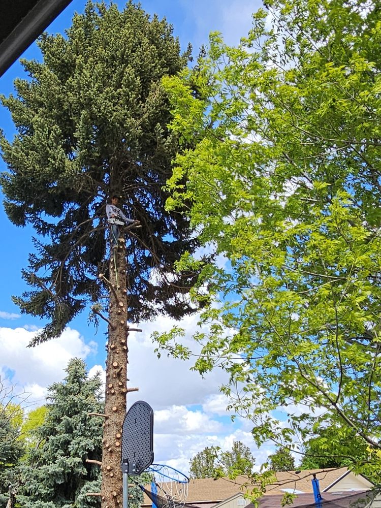 BUDGET TREE CARE - Updated August 2024 - Payson, Utah - Tree Services ...