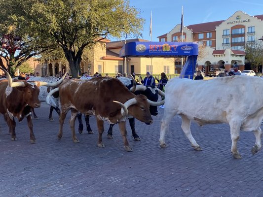 STOCKYARDS MUSEUM - Updated June 2024 - 52 Photos & 12 Reviews - 131 E ...