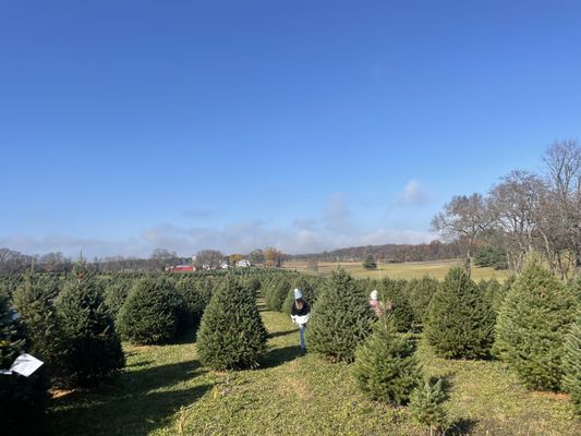 MOOSE APPLE CHRISTMAS TREE FARM - Updated December 2025 - 19 Photos ...