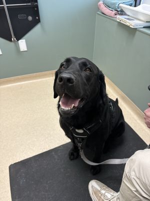 CLOCKTOWER ANIMAL HOSPITAL - Updated August 2025 - 46 Photos & 234 ...