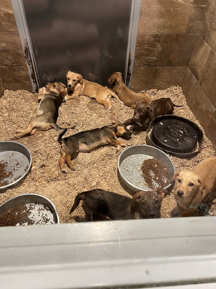 PETS PLUS NATURAL - Updated October 2024 - 44 Photos & 69 Reviews - 555 ...