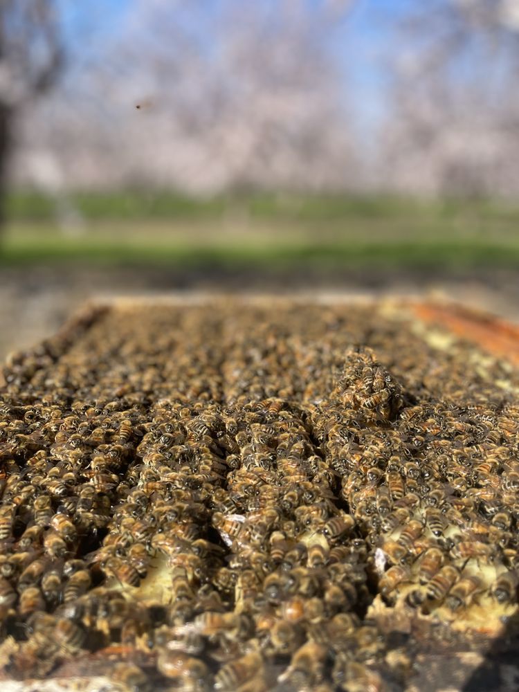 RIVAS BEES - Updated December 2025 - 16 Photos - 353 Briarwood Dr ...