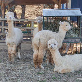 TIERRA PROMETIDA ALPACAS - Updated January 2026 - 37 Photos - 4805 Fm ...