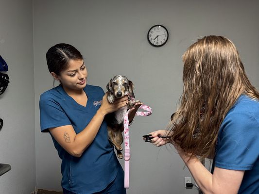 EXPRESS VET NM - Updated June 2026 - 11 Photos - 3924 Carlisle Blvd NE ...