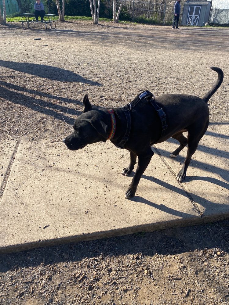 WALTER REED DOG PARK - Updated March 2025 - 2060 S Walter Reed Dr ...