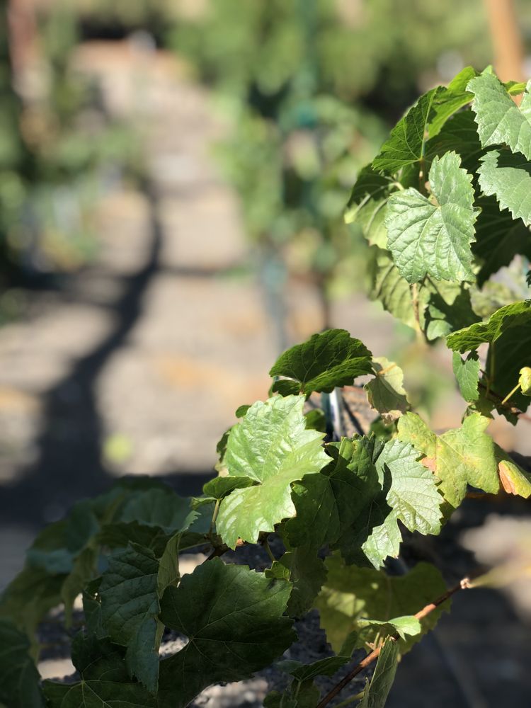 CHRISTOPHER LINES AND ASSOCIATES - Updated September 2025 - 12 Photos ...