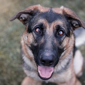 IDAHO HUMANE SOCIETY - Updated July 2025 - 38 Photos & 70 Reviews ...