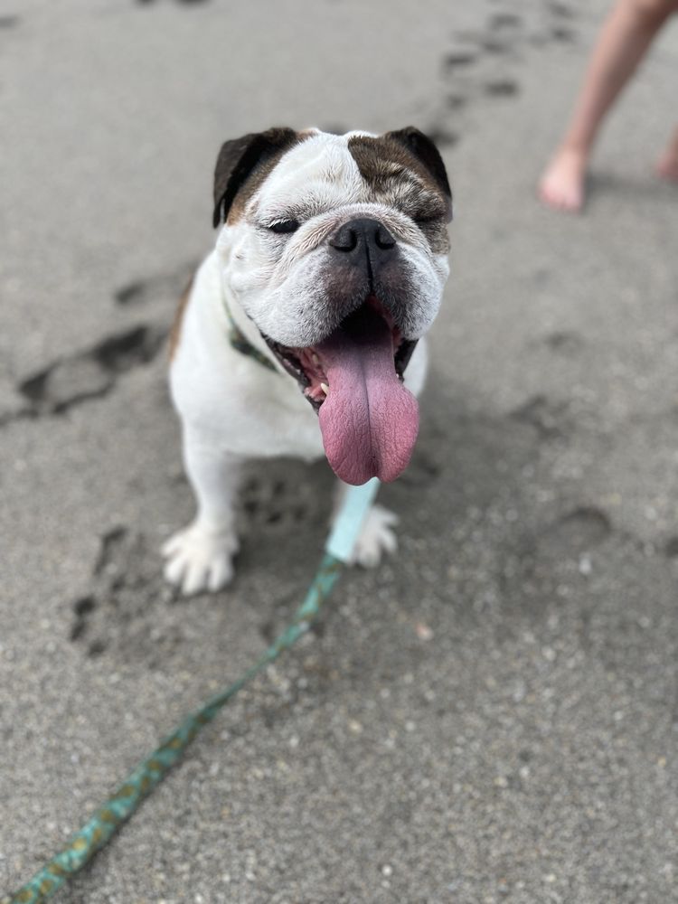 JUPITER DOG BEACH - Updated June 2026 - 33 Photos & 17 Reviews - 2188 ...