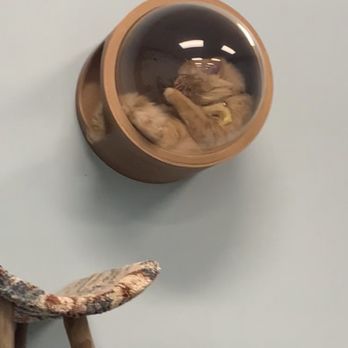 MEOWS CORNER - Updated January 2025 - 42 Photos & 37 Reviews - 21435 ...