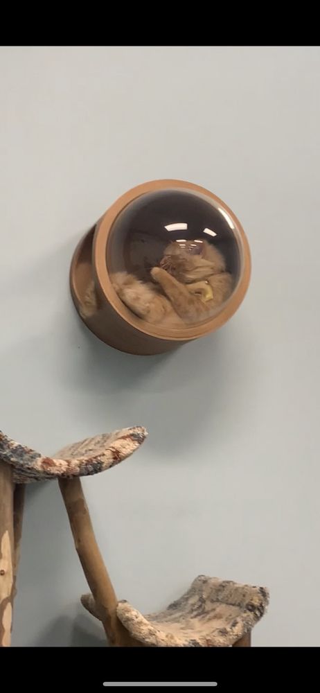 MEOWS CORNER - Updated January 2025 - 42 Photos & 37 Reviews - 21435 ...