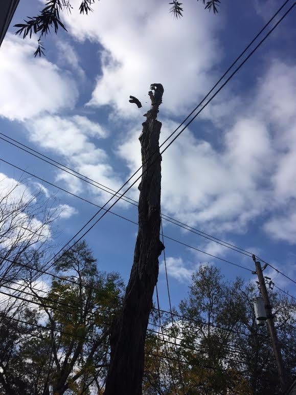 JR TREE SERVICES - Updated June 2026 - Houston, Texas - Tree Services ...