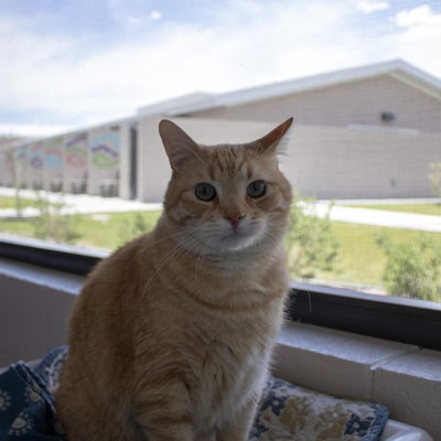 HUMANE SOCIETY OF SOUTHERN ARIZONA - Updated June 2025 - 51 Photos & 87 ...