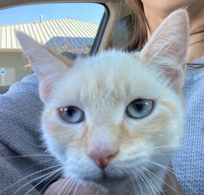 TULSA SPCA - Updated December 2025 - 22 Photos & 19 Reviews - 2910 ...