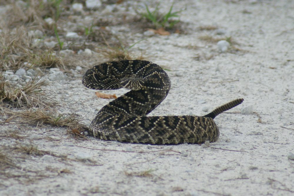 PESKY VARMINTS - Updated August 2025 - 11 Photos - Naples, Florida ...