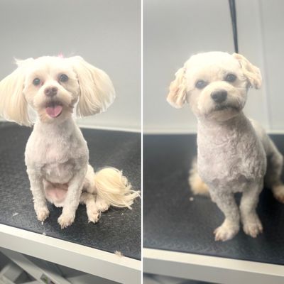 ZOOMIN GROOMIN MOBILE PET SPA - Updated December 2025 - 14 Photos & 12 ...