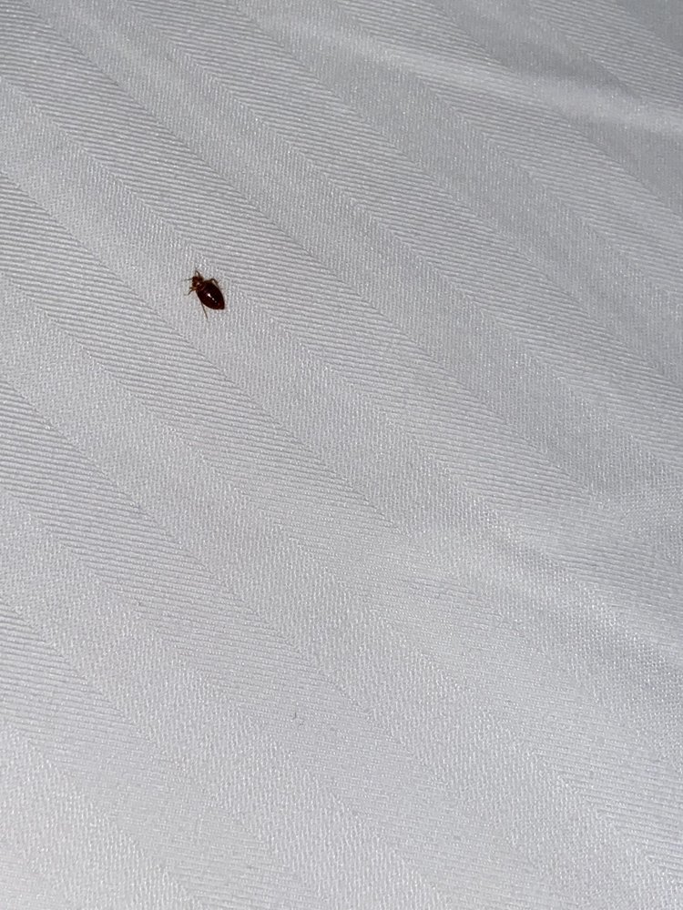 LA QUINTA INN & SUITES BY WYNDHAM MATHIS - Updated May 2024 - 108 ...