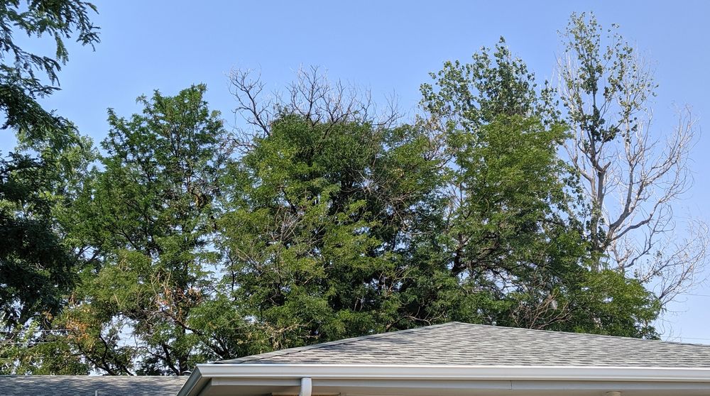 ARBOR-PRO TREE EXPERTS - Updated September 2024 - 39 Photos & 23 ...