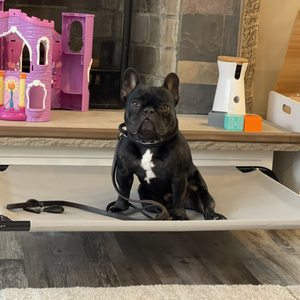 THE CHELSEA DOG - Updated June 2025 - 4515 Columbus Ave, Sandusky, Ohio ...