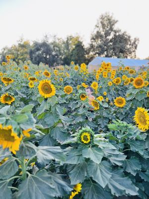 SUNFLOWER FARM STAND - Updated November 2024 - 56 Photos & 14 Reviews - 18266 Kings Canyon Rd ...