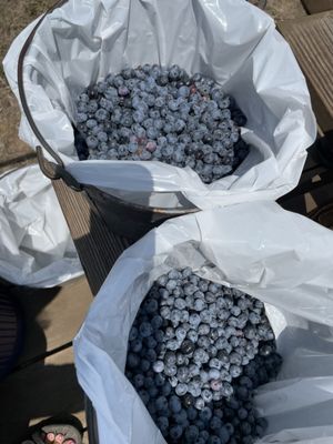 TAMMEN TREEBERRY FARM - Updated December 2025 - 34 Photos & 18 Reviews ...