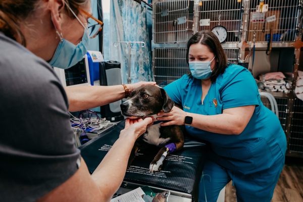 FESTIVAL VETERINARY CLINIC - Updated January 2026 - 16 Photos - 5 Bel ...