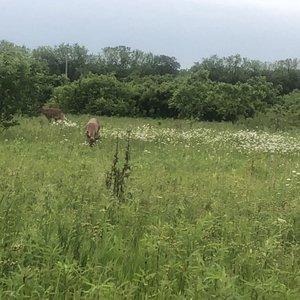 SPRINGBROOK PRAIRIE FOREST PRESERVE - 121 Photos & 34 Reviews - 83RD ...