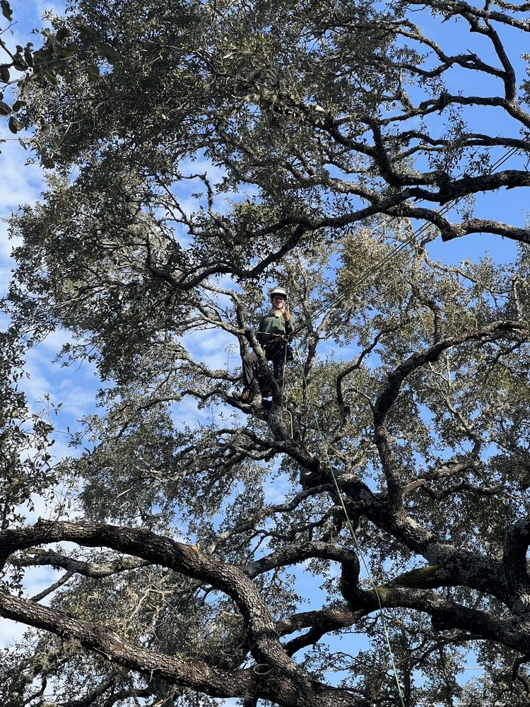 TREE TIME - Updated January 2025 - Austin, Texas - Tree Services ...