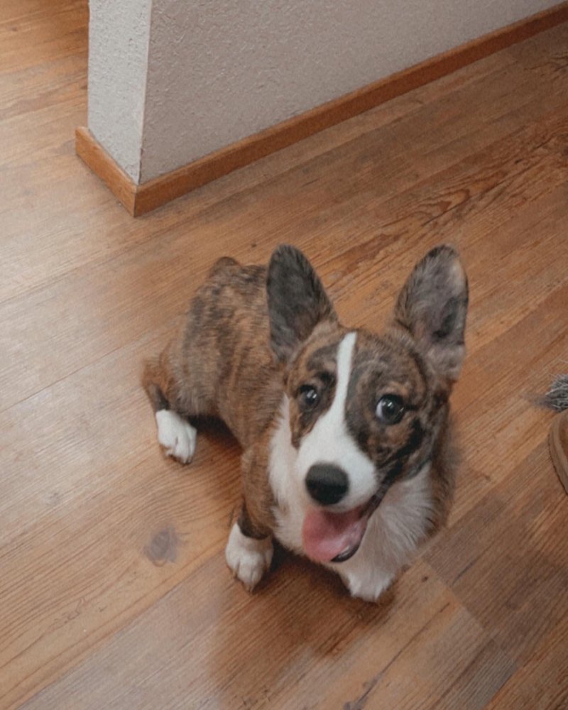 UNIQUE COUNTRY CORGIS - Updated January 2025 - 26 Photos - Ramona ...