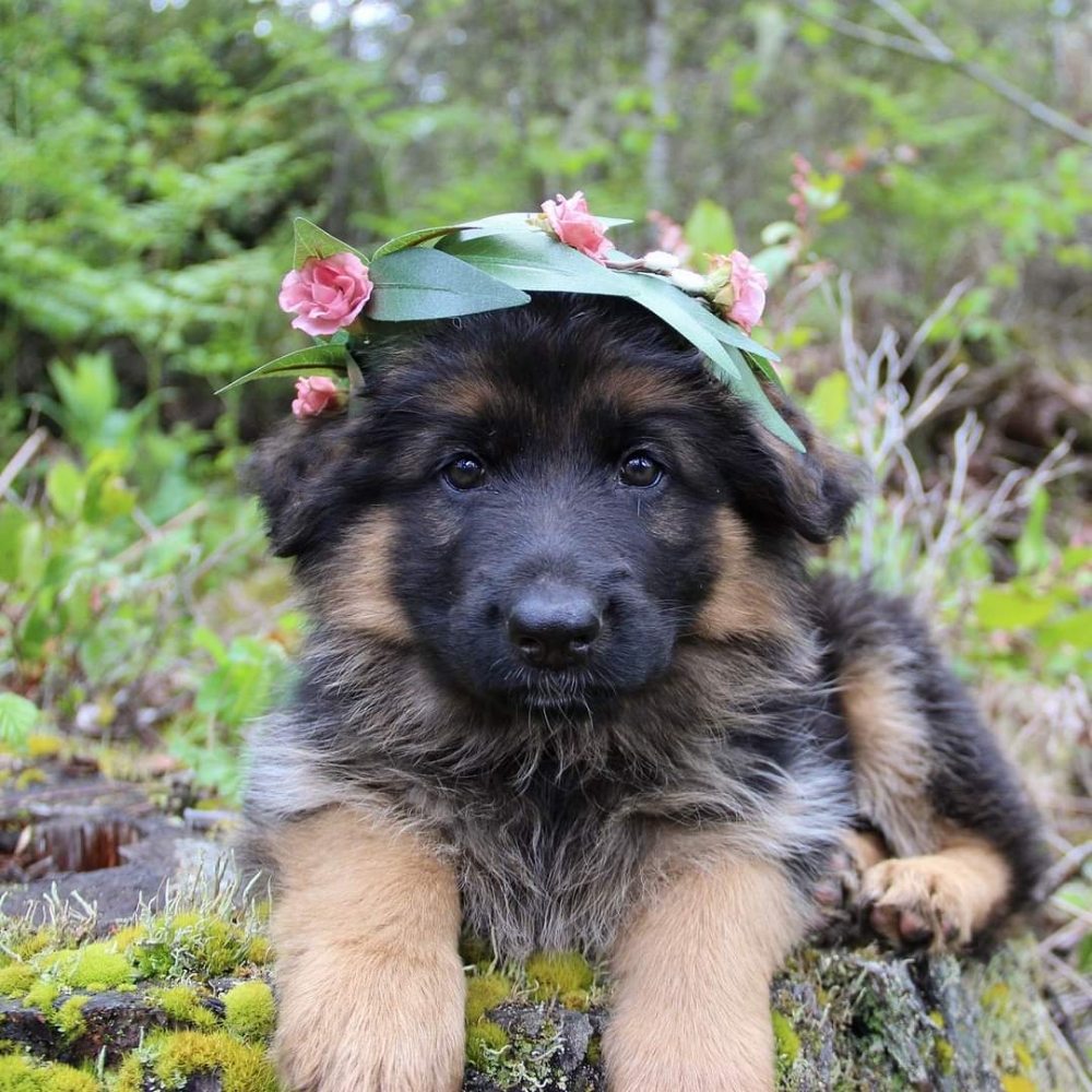 TANNHAUSER GERMAN SHEPHERDS - Updated December 2025 - Seattle ...
