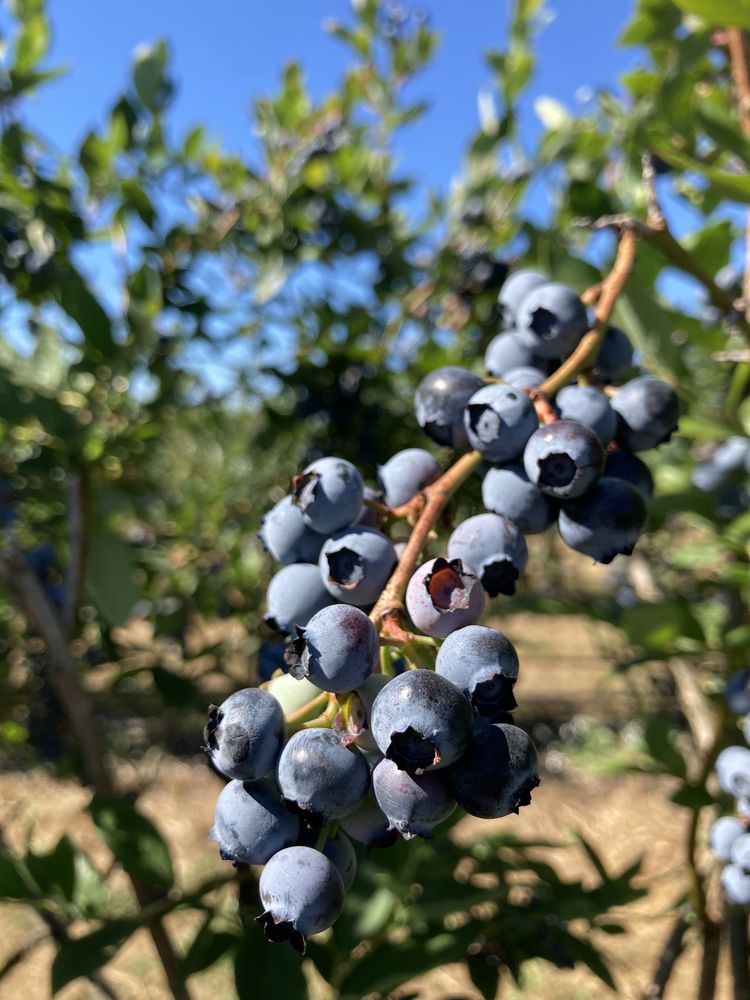 NAPPE BLUEBERRY FARMS - Updated May 2026 - 11 Photos & 11 Reviews ...