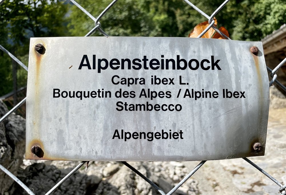 WILDPARK BRIENZ - 16 Photos - Talstrasse 57, Brienz, Bern, Switzerland ...