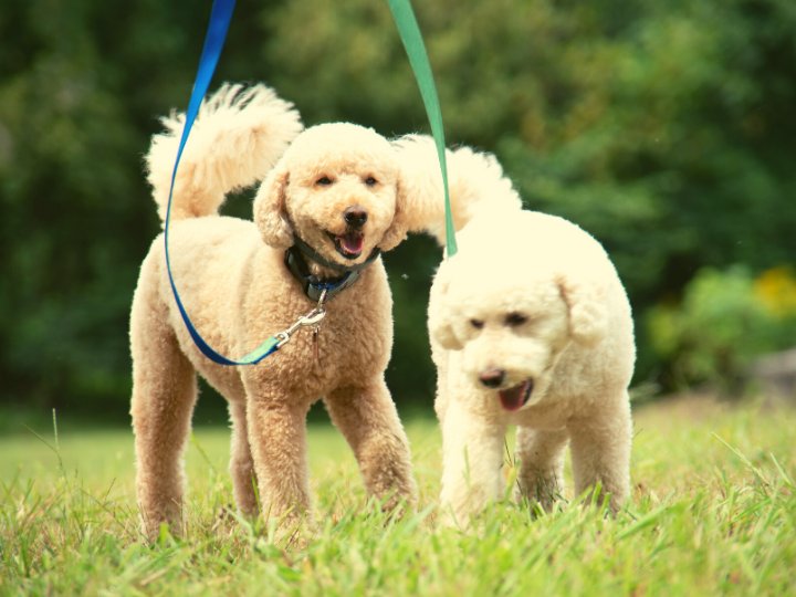 BALTIMORE DOG - Updated December 2025 - Towson, Maryland - Dog Walkers ...