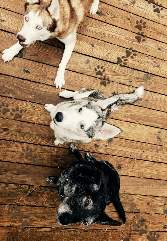 TAURUS BARK&ZOOM - Updated July 2024 - 16 Photos & 44 Reviews - 2601 ...