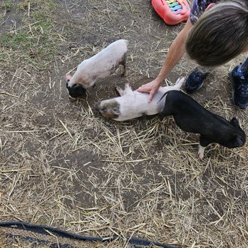 ROSE BRIDGE FARM & SANCTUARY - Updated June 2025 - 226 Photos & 81 ...