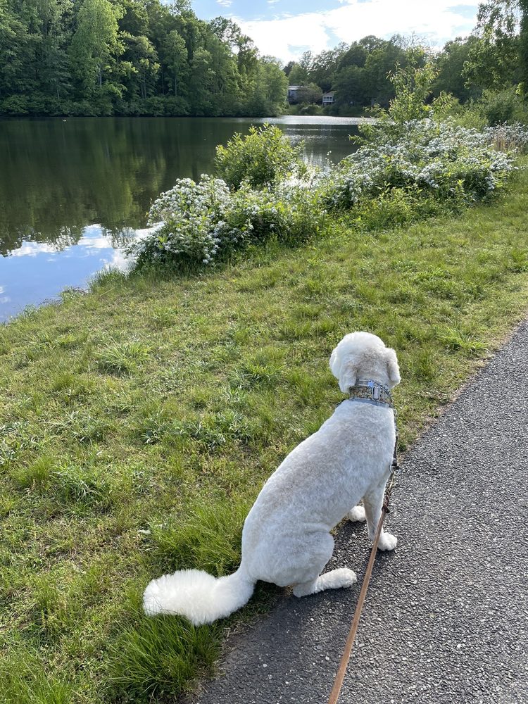 PAWVILLE PET SPA - Updated December 2025 - 10 Photos & 14 Reviews ...