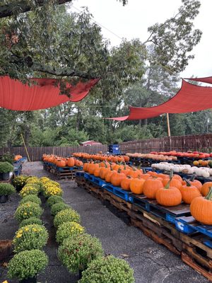 CONCORD MARKET - Updated November 2024 - 20 Photos & 10 Reviews - 208 Concord Rd, Anderson ...