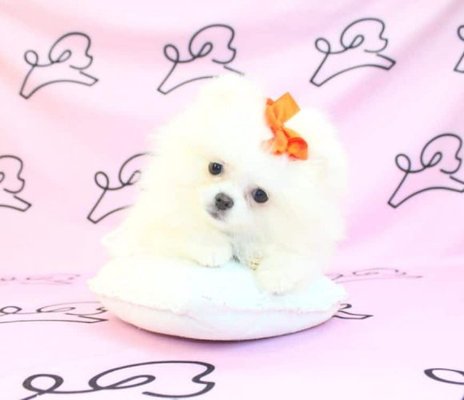 PUPPY HEAVEN - TEACUP & TOY PUPPIES FOR SALE - 463 Photos & 203 Reviews ...